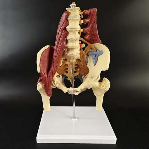 Lumbar Spine Bone Model Pelvis Model Pelvic Floor Muscle Anatomy