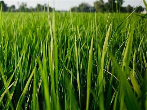 Agricultural Land Shrinking In Kerala Despite Huge Fund Allocation