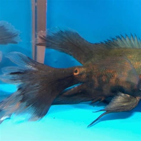Longfin Red Tiger Oscar For Sale Exotic Fish Shop 774 400 4598