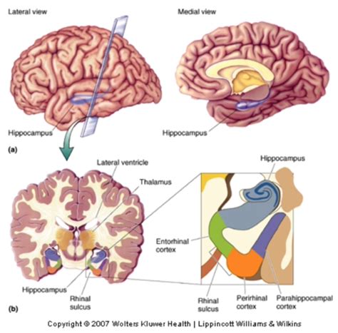 Memory Part 1 Flashcards Quizlet Memory Part 1 Flashcards Quizlet