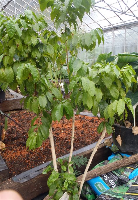 Coffea arabica – Coffee | Tropical Biodiversity