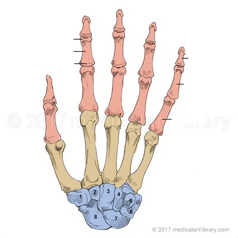 Carpals Metacarpals And Phalanges