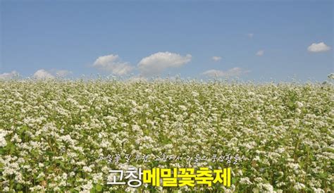 소복소복 하얀 메밀꽃밭을 즐길 수 있는 고창 메밀꽃축제로 떠나보자 네이버 블로그