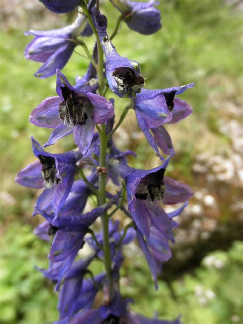 Delphinium Elatum Ranunculaceae