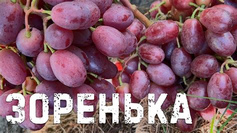 Виноград Зоренька в Беларуси (06.09.22) - YouTube