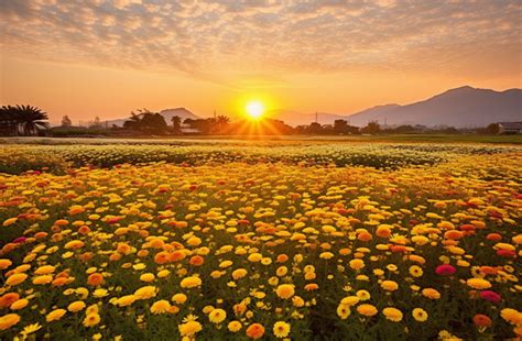 Huai Tuen 계곡 석양의 꽃밭 가을 국내여행 꽃 배경 일러스트 및 사진 무료 다운로드 Pngtree