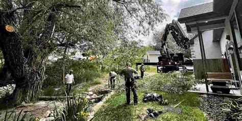 Which Tree Roots Damage Foundations Tree Expert Tips