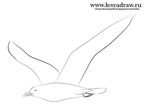 Как нарисовать чайку в полете с небольшими картинками