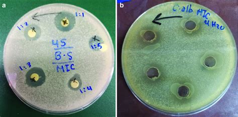 Determination Of Mic Values Of A B Subtilis Using A Disk Diffusion Download Scientific