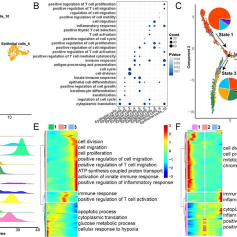Heterogeneity And Differentiation Trajectories Of Epithelial Cells In Download Scientific