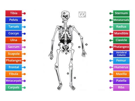 Anatomiii Osmen Labelled Diagram