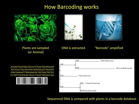 Ppt Dna Barcoding Powerpoint Presentation Free Download Id 4798300