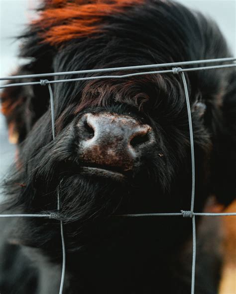 100 Cute Cow Wallpapers