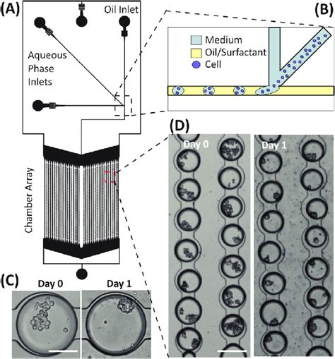 Microfluidic Device For The High Throughput Formation And Storage Of