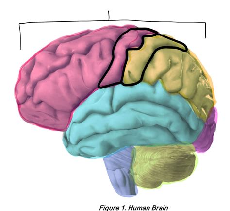 external brain structures diagram quizlet