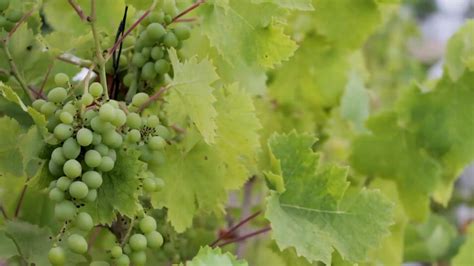 포도 포도원 · 무료 스톡 동영상