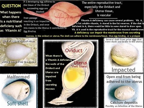 Binding Agent Besides Egg At James Tatom Blog