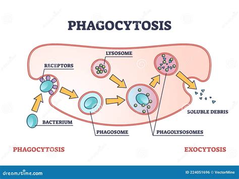 Phagocytosis As Cellular Ingesting And Eliminating Process Outline