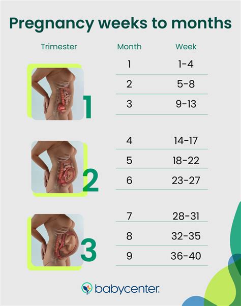 Pregnancy Weeks To Months How Many Weeks Months And Trimesters In