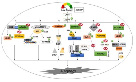 Autophagy Is Regulated By Multiple Signaling Pathways Which Creates A Download Scientific