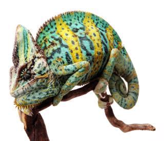 Йеменский хамелеон (Chamaeleo calyptatus)