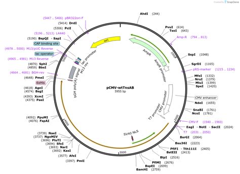 Addgene Pcmv Wttnsab