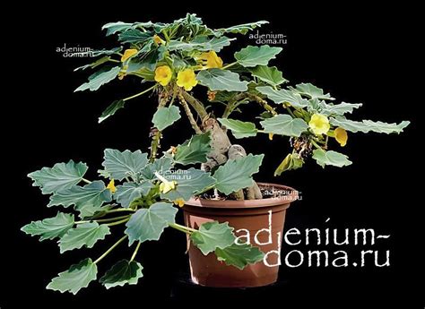 Uncarina PELTATA (Ункарина): купить 1 семя c доставкой почтой 🌸 Адениум ...