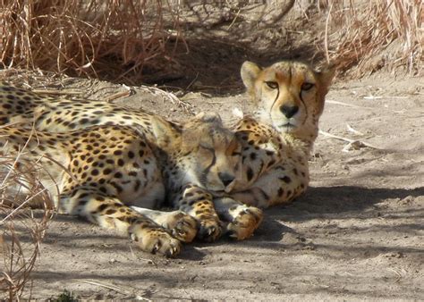 Cheetas By Aquabrightarts On Deviantart