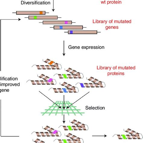 Schematic Diagram Depicting One Round Of Directed Molecular Evolution
