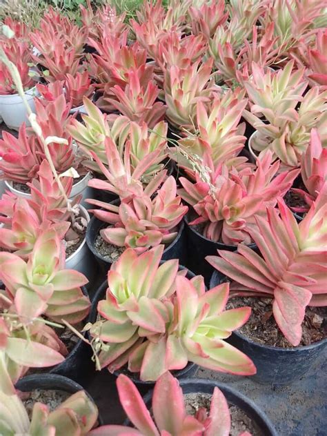 Crassula Capitella Red Pagoda Succulent Plant Bhimtal Nursery