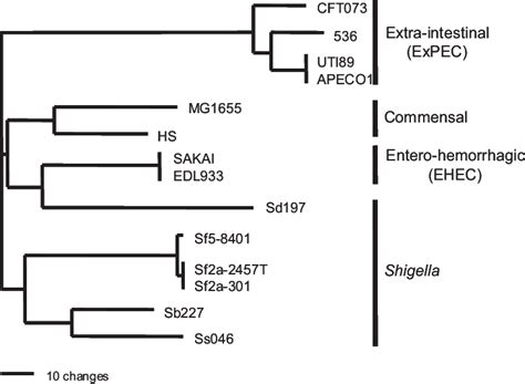Phylogram Of Concatenated Sequences Of 7 Housekeeping Genes Adk Fumc