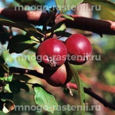 Саженцы Яблоня Недзвецкого купить по цене 600 руб. в Москве с доставкой ...