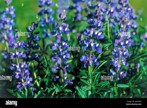 Usa Pacific Northwest Washington State Mount Ranier National Park Lupines Lupinus Argenteus