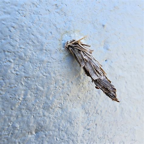 Insect Cocoons Identification Moths Of North Carolina