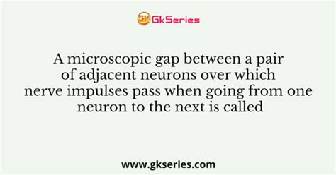 A Microscopic Gap Between A Pair Of Adjacent Neurons Over Which Nerve