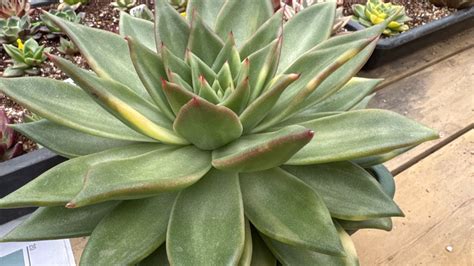 다육여정 봄맞이 금다육 방출 다육이실시간방송 수입금다육 색금 신나는 보스데이 Youtube