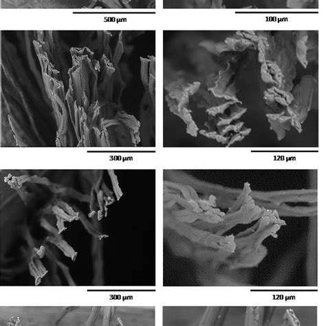 Typical Scanning Electron Microscopy Sem Micrographs Of The Cross