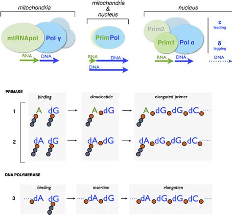 Dna Vs Rna Primase At Mitchell Cushing Blog