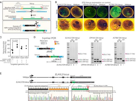 Figures And Data In Rapid And Precise Genome Engineering In A Naturally