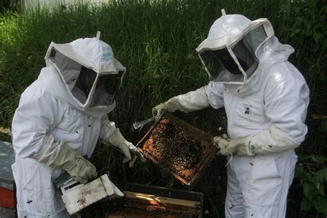 Why The Disappearance Of Bees Puts Humans At Risk And How To Prevent Them From Becoming Extinct