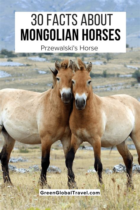 30 Facts About Mongolian Horses Aka Przewalskis Horse Horses