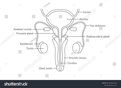 Male Reproductive System Line Style Cut Away Stock Vector Royalty Free