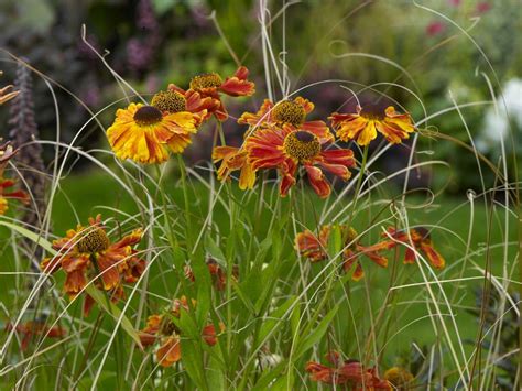 Helenium Wyndley Sneezeweed Helens Flower New York Plants Hq