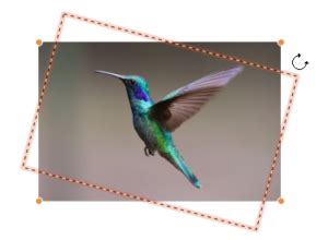 How To Rotate Images In LibreOffice Writer Libreofficehelp