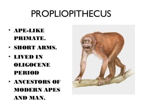 Propliopithecus Alchetron The Free Social Encyclopedia