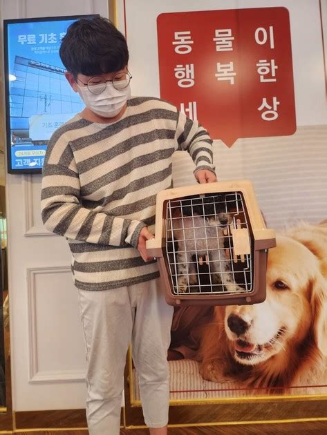 부산 2022 0220 푸들 레오 책임분양 하이랜드폴드책임분양 애완견책임분양 반려견책임분양 소형견키우는방법 중형견키우는방법 대형견키우는방법 미니비숑프리제키우는방법 토이