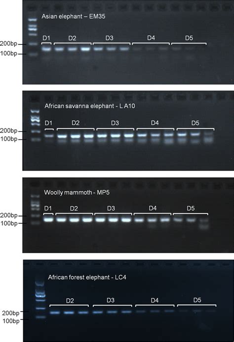 Agarose Gel Electropherogram Of The Sensitivity Test Dna Extracted