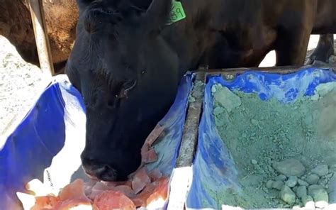 Selenium And Why Its So Important For Cattle • Eaglehawk Angus