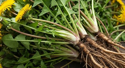 Beneficios Y Propiedades Medicinales De La Raíz De Diente De León
