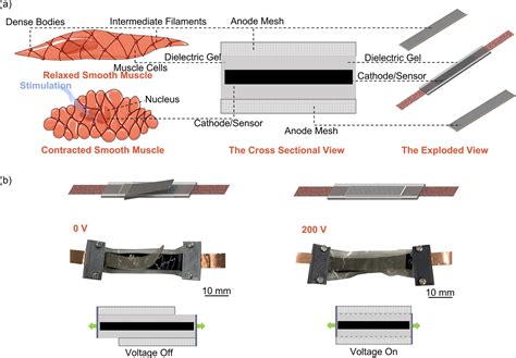 An Electric Self‐sensing And Variable‐stiffness Artificial Muscle Liu 2023 Advanced